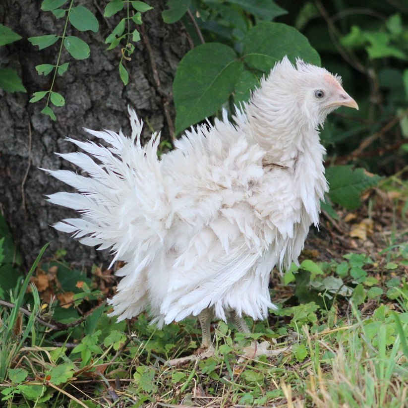 Pullet: 100% Frizzle Easter Egger, Shipping Week of 11/06/2023 - My Pet Chicken