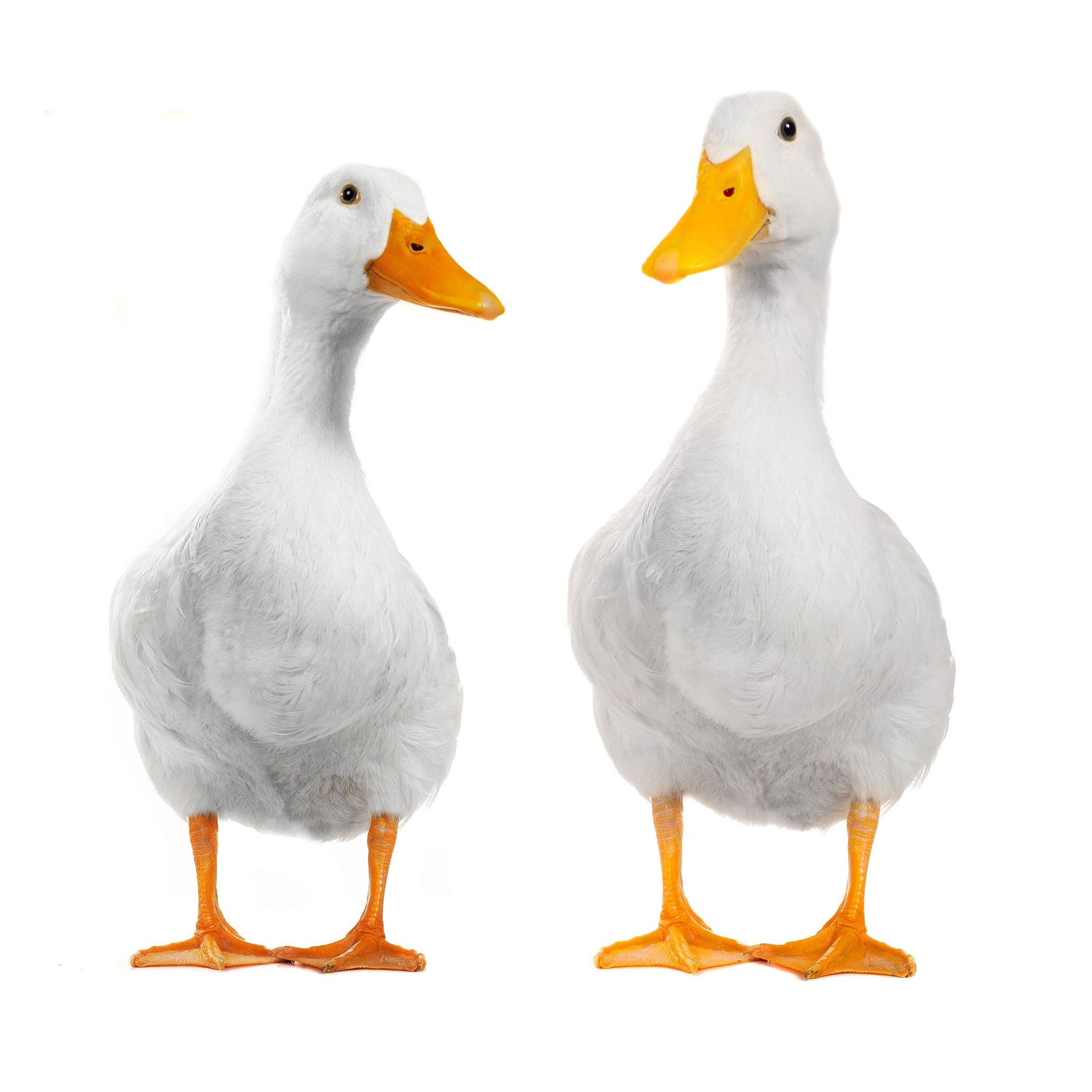 Hatching Eggs: White Layer Duck - My Pet Chicken