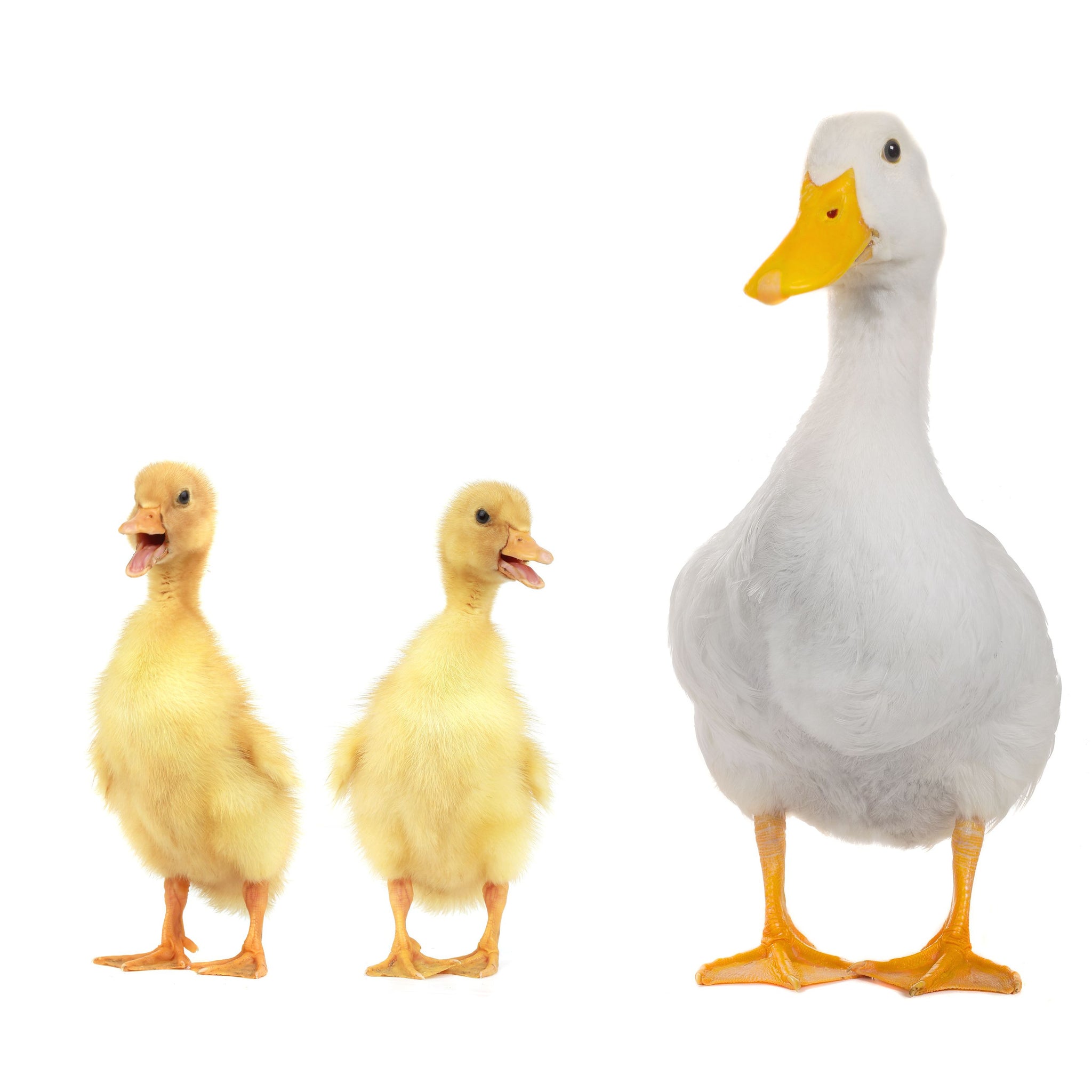 Hatching Eggs: White Layer Duck - My Pet Chicken