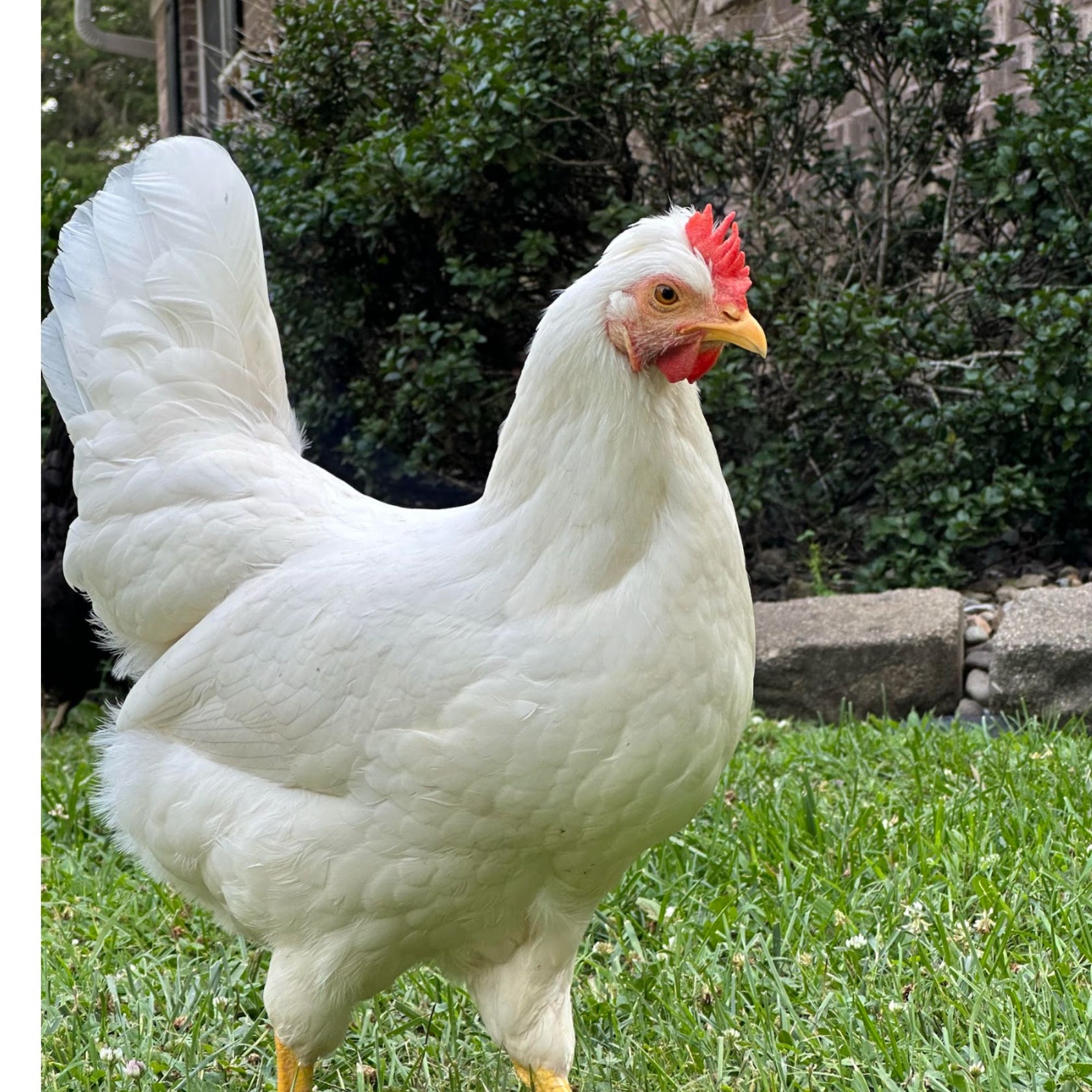 Baby Chicks: Frost White Legbar - My Pet Chicken
