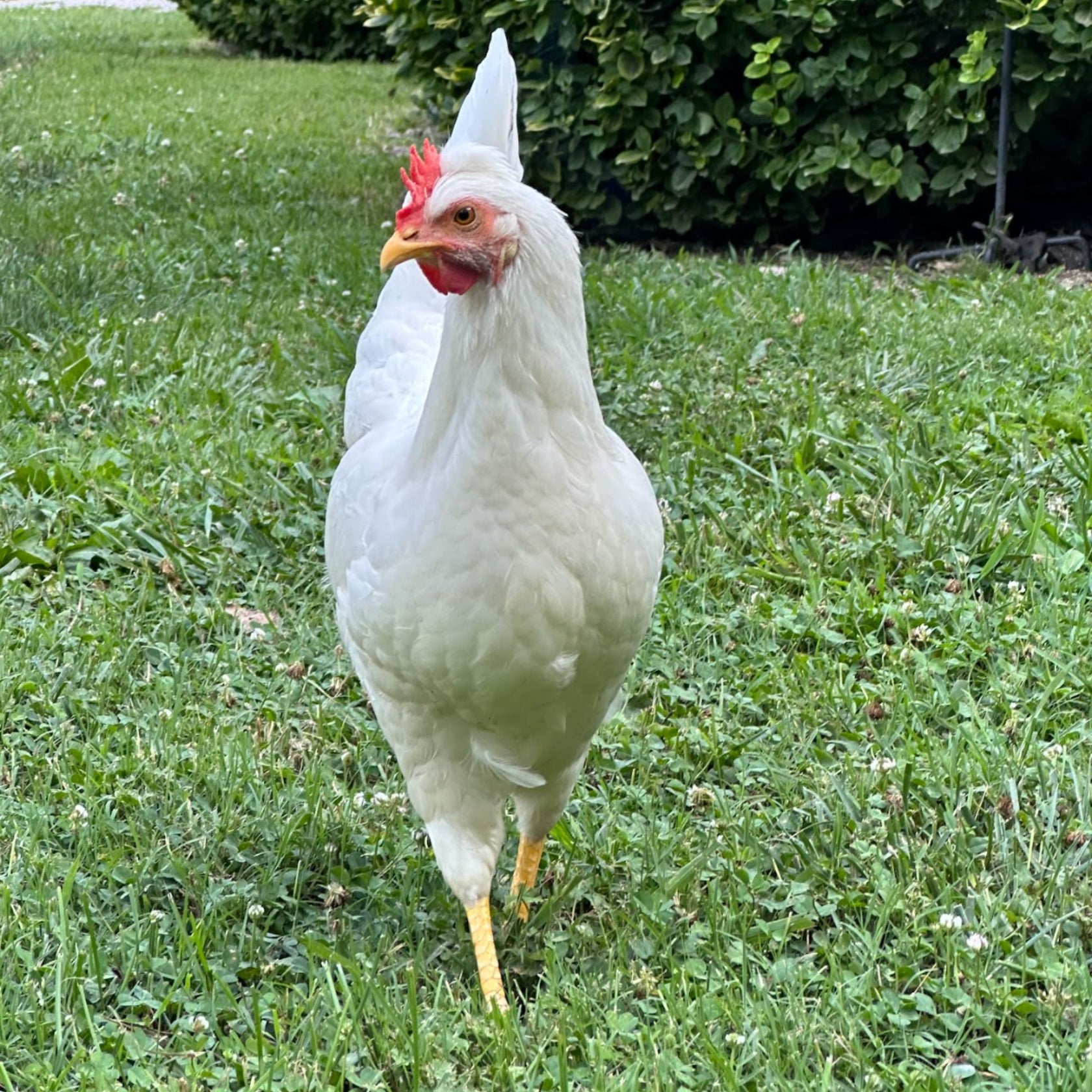 Baby Chicks: Frost White Legbar - My Pet Chicken