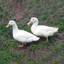 Ducklings: White Duclair - My Pet Chicken