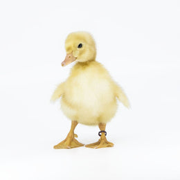 Ducklings: Pekin - My Pet Chicken