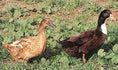 Ducklings: Golden 300 Hybrid Layer Duck - My Pet Chicken