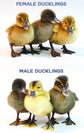 Ducklings: Golden 300 Hybrid Layer Duck - My Pet Chicken