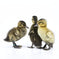 Ducklings: Golden 300 Hybrid Layer Duck - My Pet Chicken