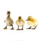 Ducklings: Golden 300 Hybrid Layer Duck - My Pet Chicken