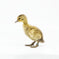 Ducklings: Golden 300 Hybrid Layer Duck - My Pet Chicken