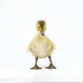 Ducklings: Golden 300 Hybrid Layer Duck - My Pet Chicken
