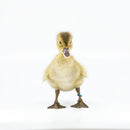 Ducklings: Golden 300 Hybrid Layer Duck - My Pet Chicken