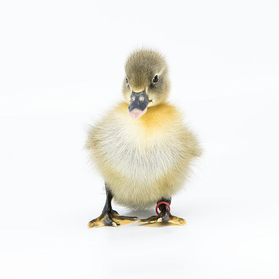Ducklings: Blue Swedish - My Pet Chicken