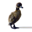 Ducklings: Blue Runner - My Pet Chicken