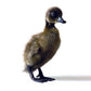 Ducklings: Blue Runner - My Pet Chicken
