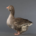 Goslings: Large Dewlap Toulouse - My Pet Chicken