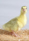 Goslings: Embden - My Pet Chicken