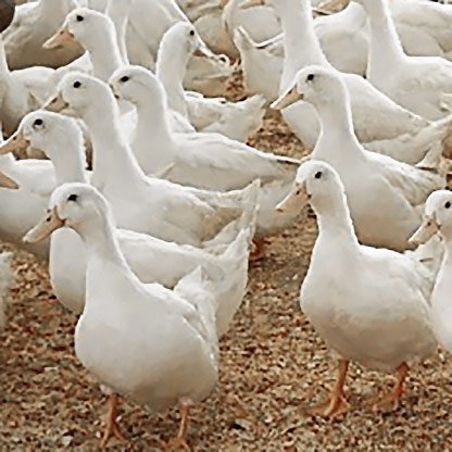White Golden Layer Ducks
