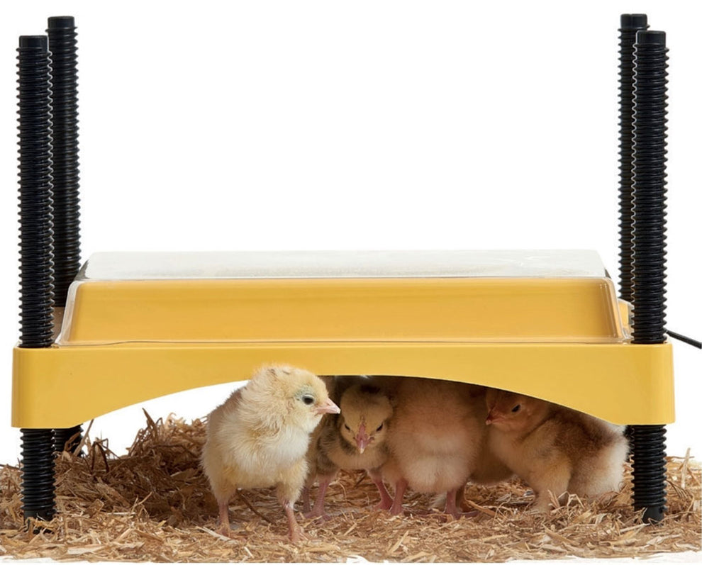 Brinsea EcoGlow Safety 600 Chick Brooder + Cover (up to 20 chicks) - My ...