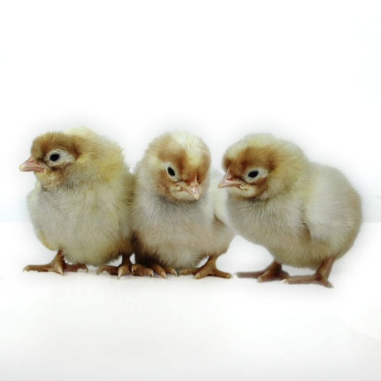Baby Chicks: Frost White Legbar - My Pet Chicken