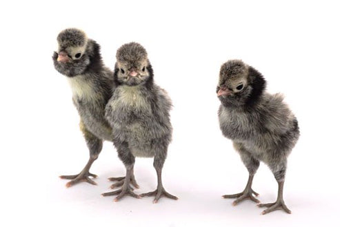 Baby Chicks: Silver Laced Polish - My Pet Chicken