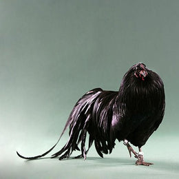 Baby Chicks: Black Sumatra - My Pet Chicken