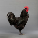 Baby Chicks: Black Australorp - Female - My Pet Chicken