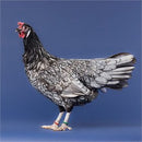 Baby Chicks: Blue/Black/Splash Andalusian - Female - My Pet Chicken