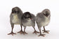 Baby Chicks: Blue/Black/Splash Andalusian - Male - My Pet Chicken