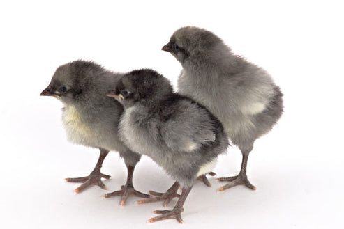 Baby Chicks: Blue/Black/Splash Andalusian - Male - My Pet Chicken