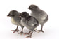 Baby Chicks: Blue/Black/Splash Andalusian - My Pet Chicken