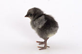 Baby Chicks: Blue/Black/Splash Andalusian - Female - My Pet Chicken