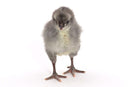 Baby Chicks: Blue/Black/Splash Andalusian - My Pet Chicken