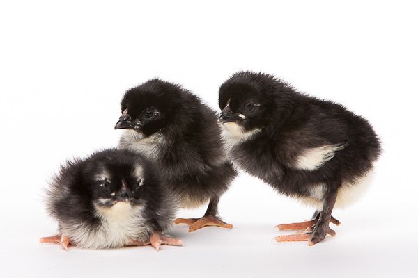 Baby Marans