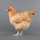 Baby Chicks: Buff Orpington - My Pet Chicken
