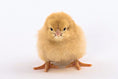 Baby Chicks: Buff Orpington - My Pet Chicken