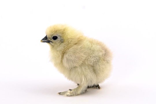 Baby Silkies