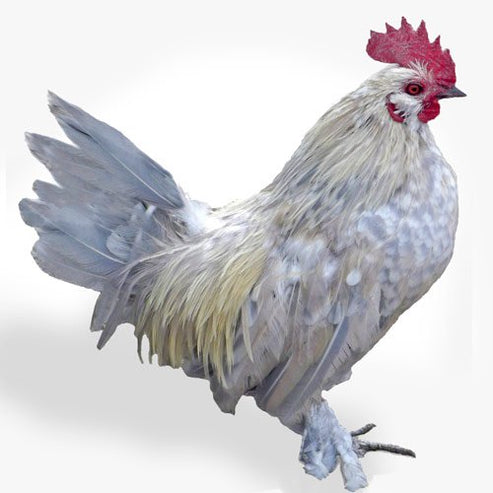 Baby Chicks: Porcelain d'Uccle Bantam - My Pet Chicken