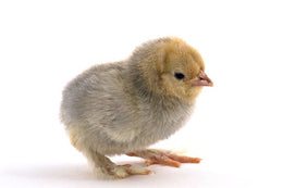 Baby Chicks: Porcelain d'Uccle Bantam - My Pet Chicken