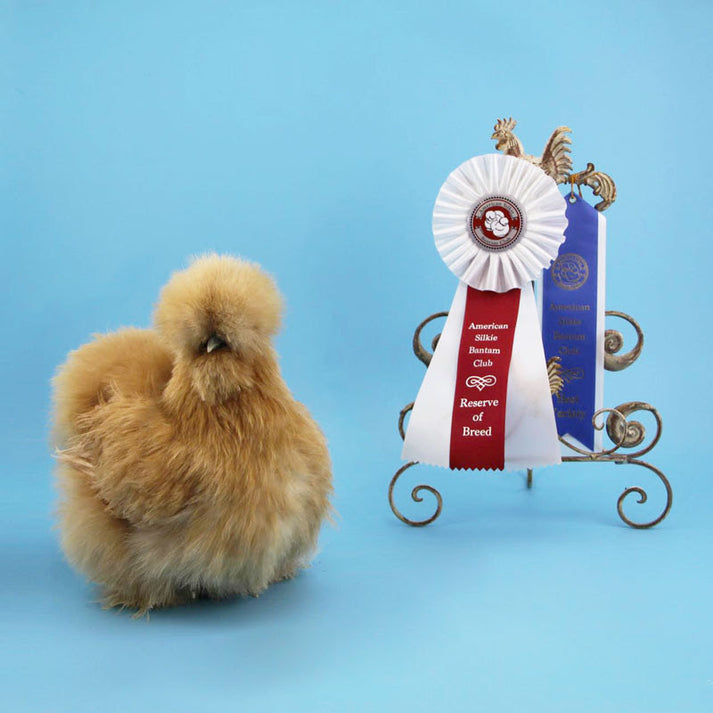 Hatching Eggs: Assorted Show Quality Silkies, Feathered Friends Locati ...