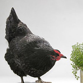australorp pullets
