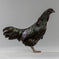 Baby Chicks: Black Sumatra - My Pet Chicken
