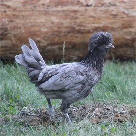 Baby Chicks: White Egg Layer Assortment - My Pet Chicken
