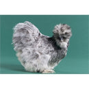 Baby Chicks: Splash Silkies - My Pet Chicken