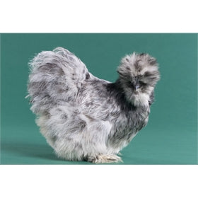 Blue Silkie Chickens