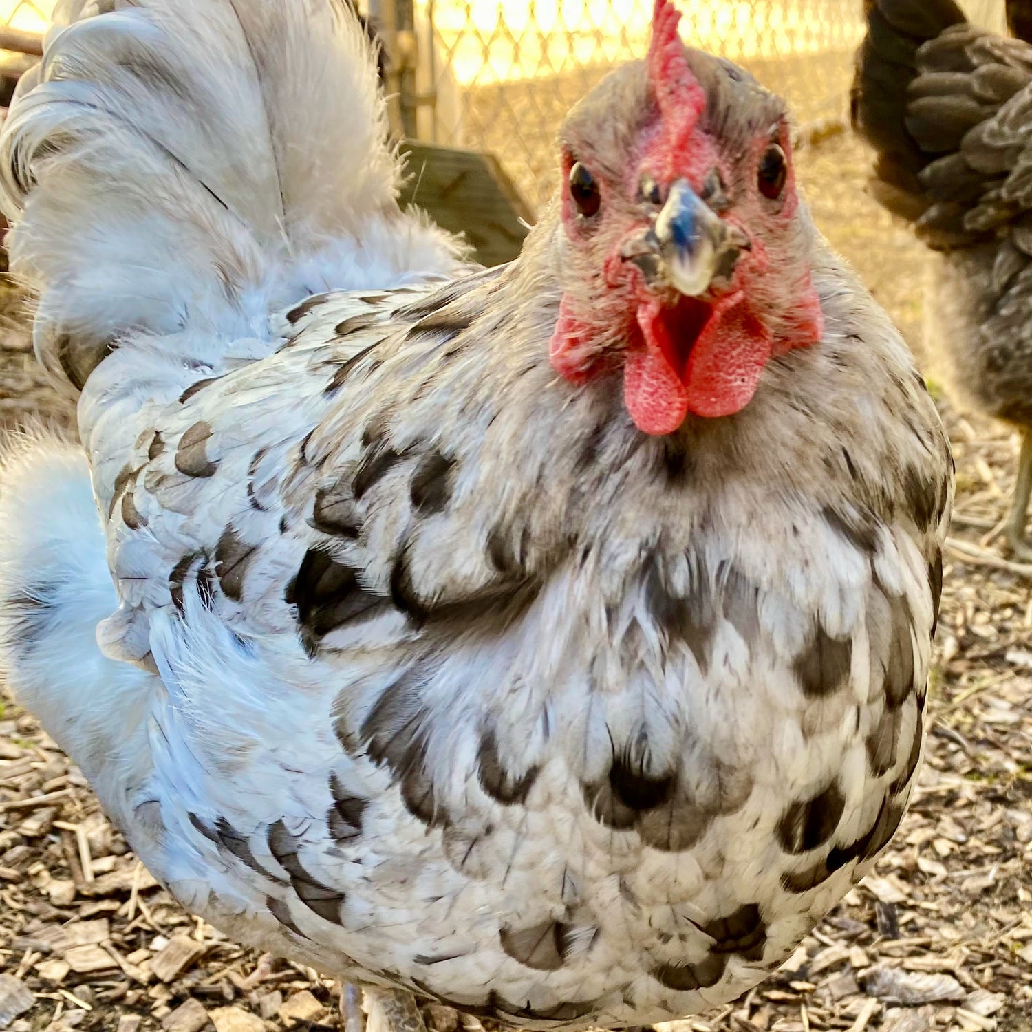 Pullet: Blue Copper Marans, Shipping week of - My Pet Chicken
