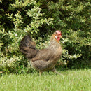 Hatching Eggs: Intense Egg Colors Assortment, Hen Haven Location - My ...