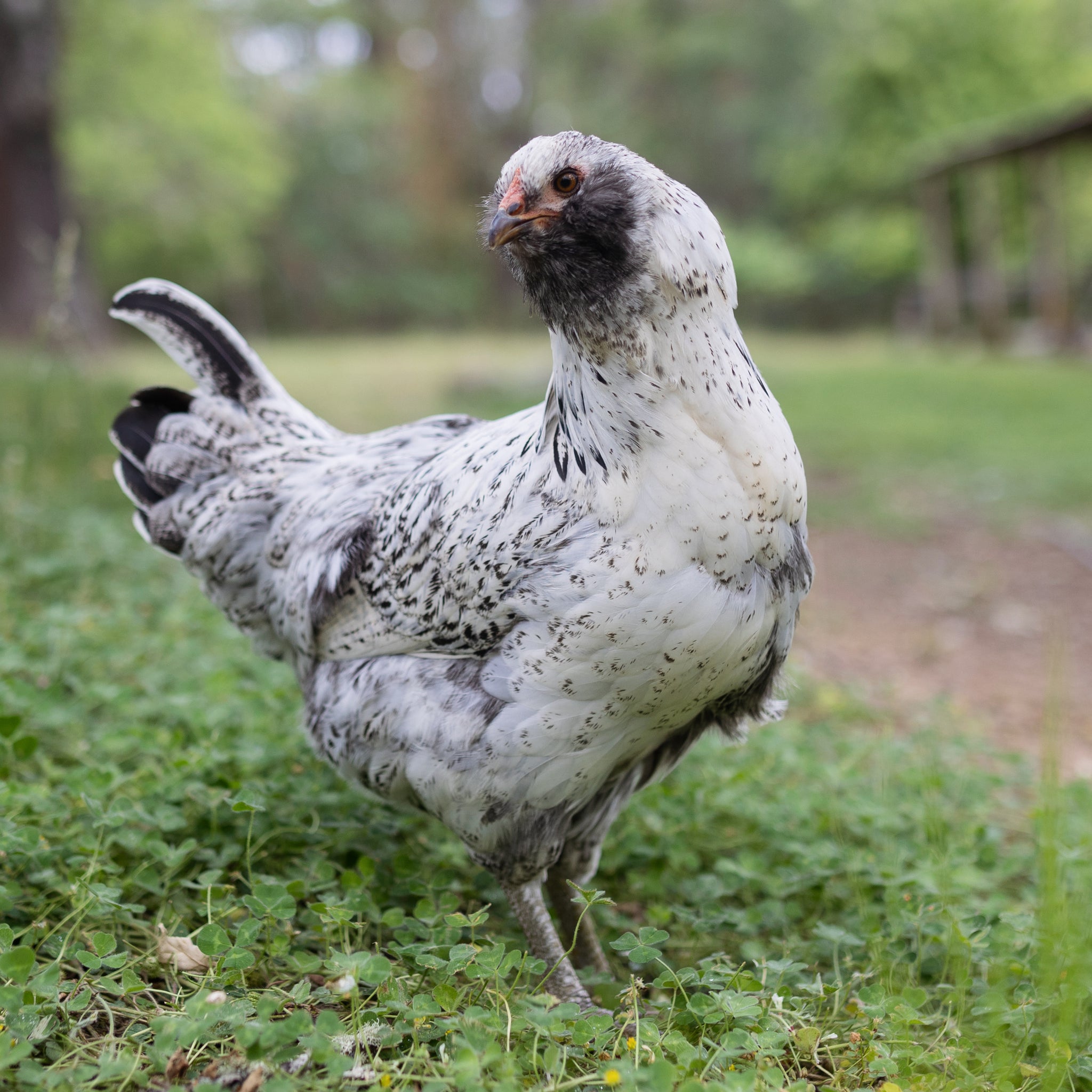 Pullet: Easter Egger, Shipping Week of 06/03/2024 - My Pet Chicken