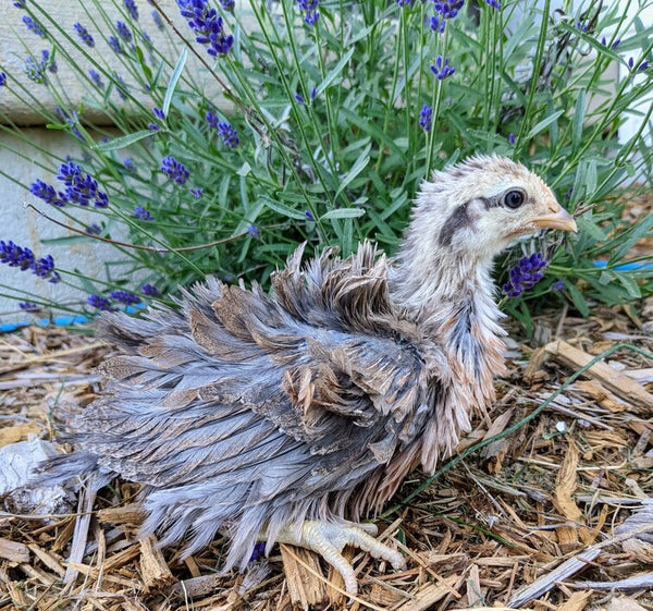 Pullet: 100% Frizzle Easter Egger, Shipping Week of 11/06/2023 - My Pet Chicken