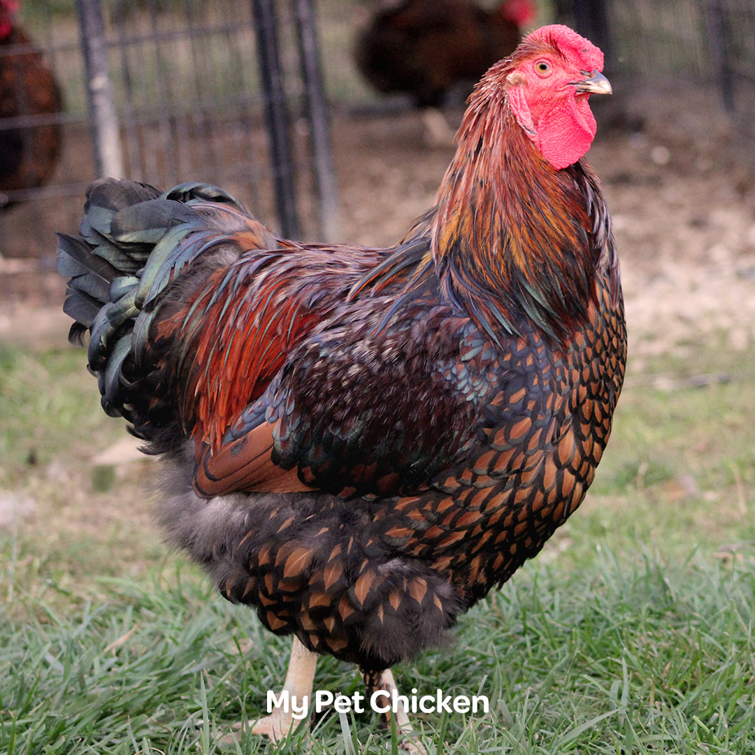 Hatching Eggs: Heritage Golden Laced Wyandotte, Backyard Bunch Locatio - My Pet Chicken
