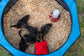 My Pet Chicken Hen Pen Pop-Up Brooder - My Pet Chicken