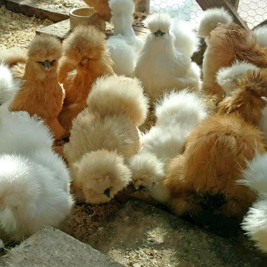 Hatching Eggs: Assorted Show Quality Silkies, Feathered Friends Locati ...